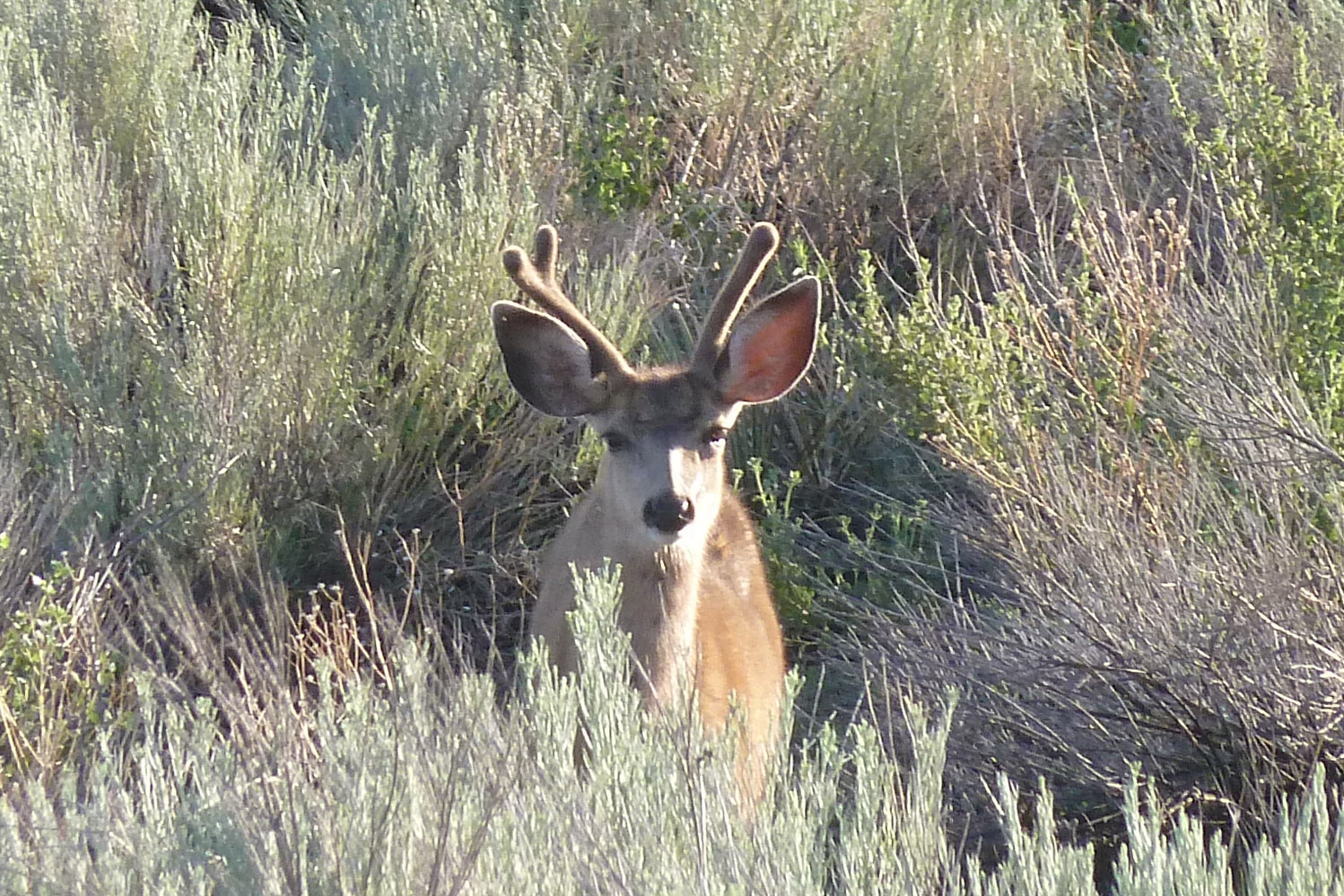 Lisa Dunlop – Children’s Author – Mountains
