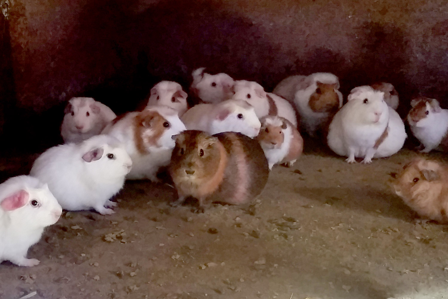 Lisa Dunlop – Children’s Author – Mountains