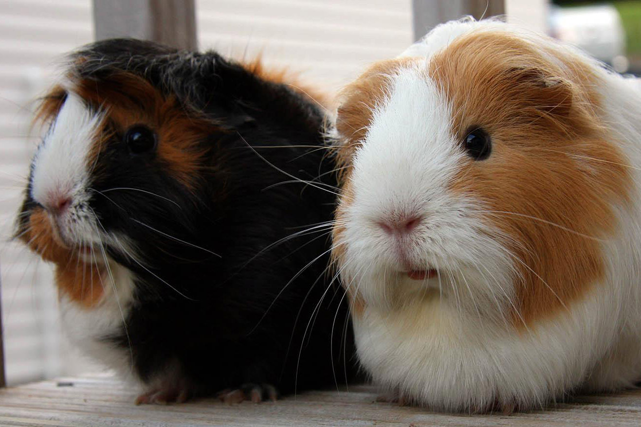 Lisa Dunlop – Children’s Author – Mountains