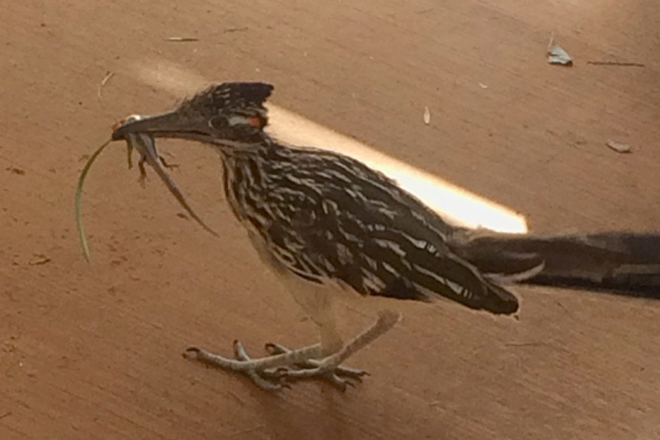 Lisa Dunlop – Children’s Author – Mountains