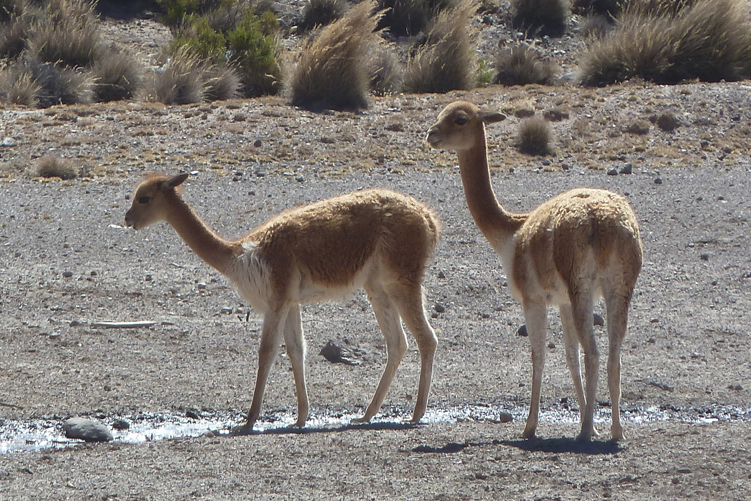 Lisa Dunlop – Children’s Author – Mountains